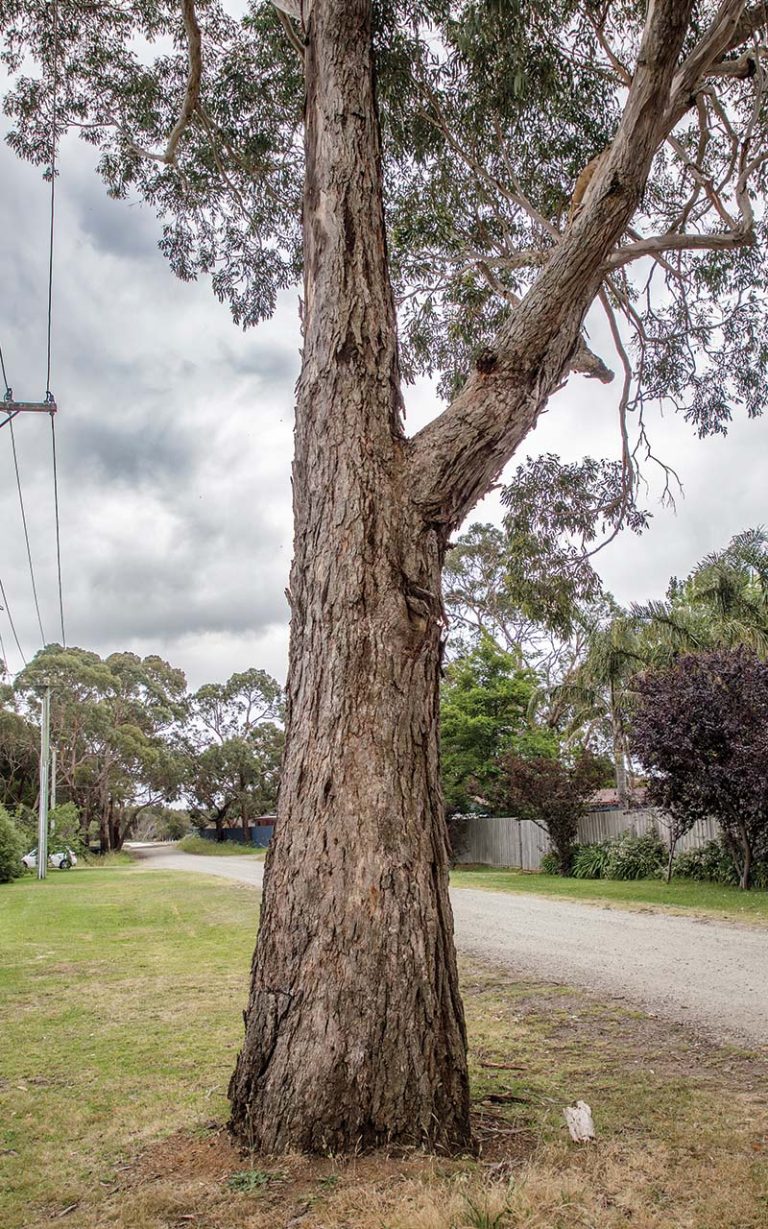 CRIB POINT TREE 19-12-2025 BY YANNI - MPNEWS