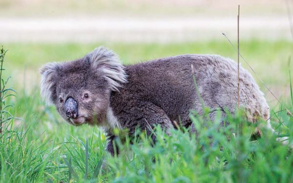 koala2 - MPNEWS